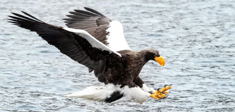Sea Eagle Spiritual Meaning, Symbolism and Totem (2026)