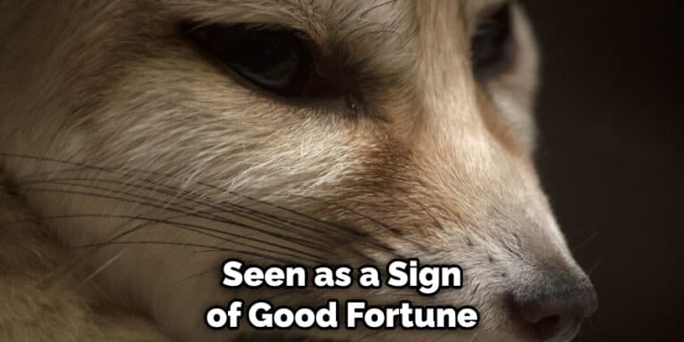 Fennec Fox Spiritual Meaning, Symbolism and Totem (2025)