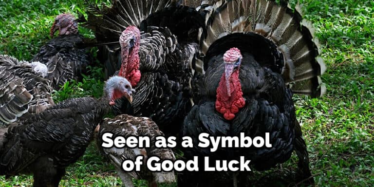 Turkey Spiritual Meaning, Symbolism and Totem | Complete Guide