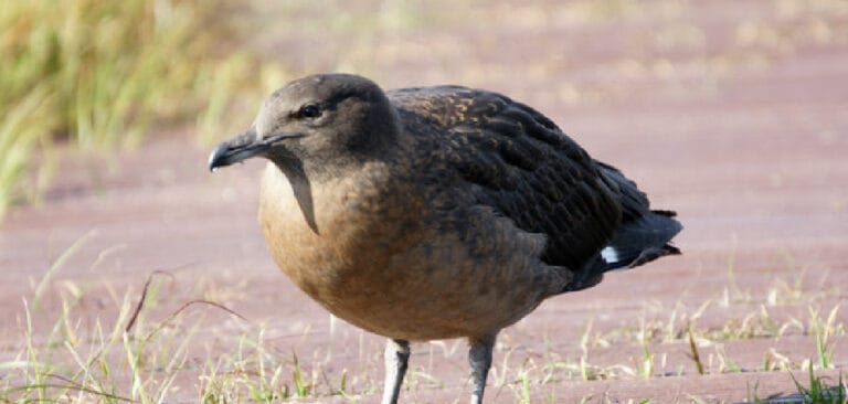 Skua Spiritual Meaning, Symbolism and Totem | Instructions