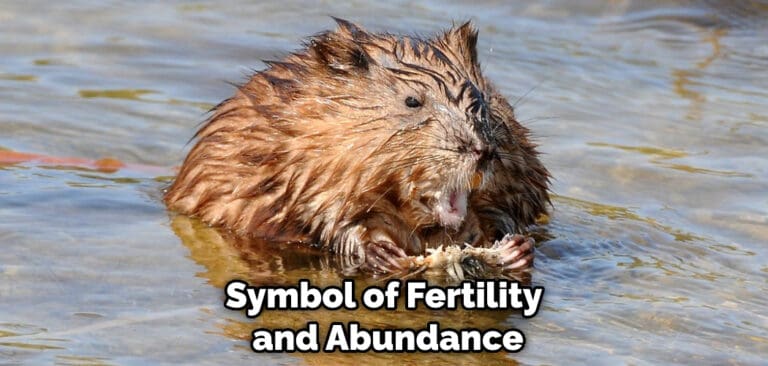 Muskrat Spiritual Meaning, Symbolism and Totem | Explained
