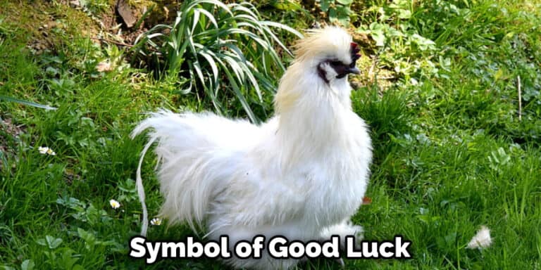 Silkie Chicken Spiritual Meaning, Symbolism and Totem (2025)