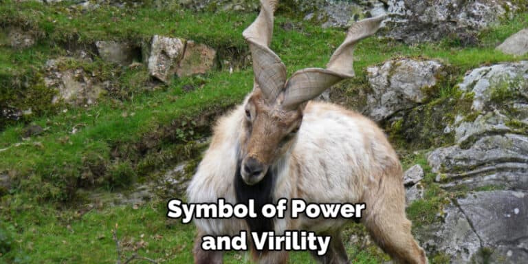 Markhor Spiritual Meaning, Symbolism and Totem | Instructions