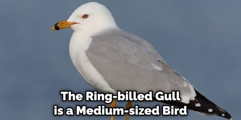 Ring-Billed Gull Spiritual Meaning, Symbolism and Totem (2025)