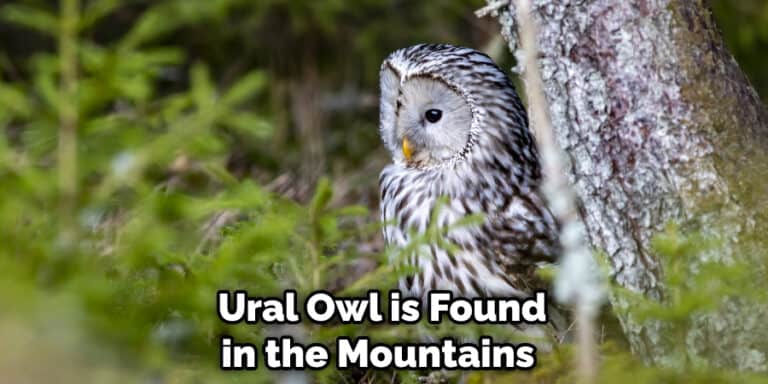 Ural owl Spiritual Meaning, Symbolism and Totem | Explained