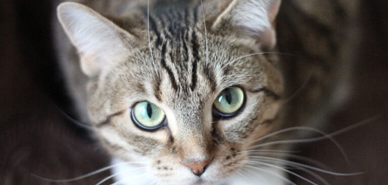 Cat Spiritual Meaning, Symbolism and Totem | Complete Guide