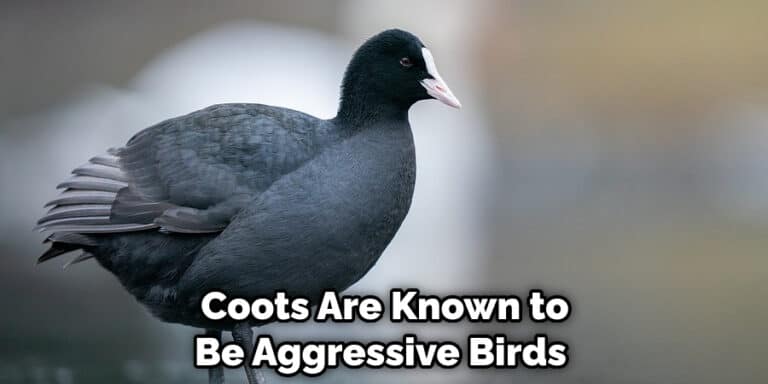 Coot Spiritual Meaning, Symbolism and Totem | (2025)