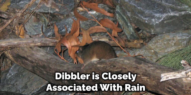 Dibbler Spiritual Meaning, Symbolism and Totem | Explained