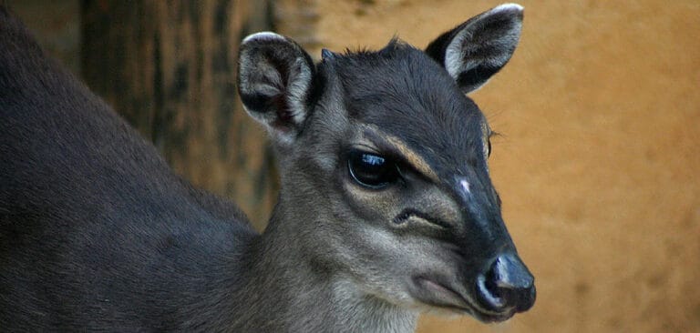 Duiker Spiritual Meaning, Symbolism and Totem | Explanation
