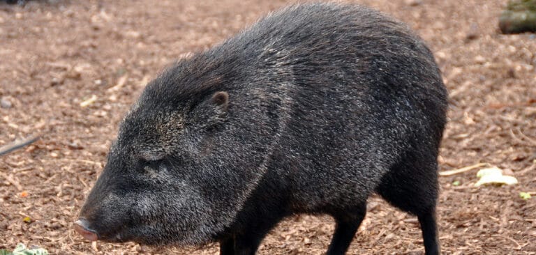 Peccary Spiritual Meaning, Symbolism and Totem (2025)