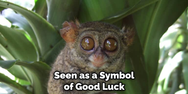 Tarsier Spiritual Meaning, Symbolism and Totem | Explained