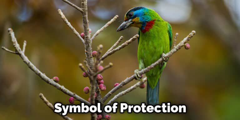 Barbet Spiritual Meaning, Symbolism, and Totem | Instructions