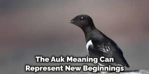Auk Spiritual Meaning, Symbolism, and Totem | Complete Guide