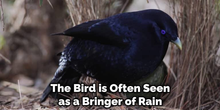 Bowerbird Spiritual Meaning, Symbolism and Totem | Explained