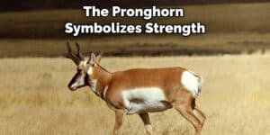 Pronghorn Spiritual Meaning, Symbolism and Totem (2025)