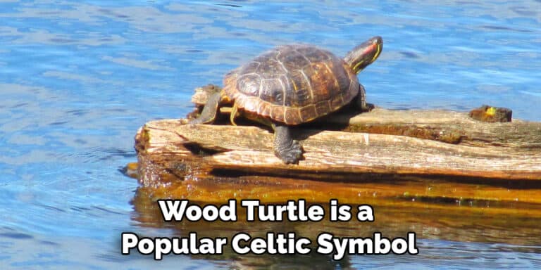 Wood Turtle Spiritual Meaning, Symbolism and Totem (2025)
