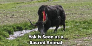 Yak Spiritual Meaning, Symbolism and Totem | Instructions