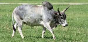 Zebu Spiritual Meaning, Symbolism and Totem | A to Z (2025)