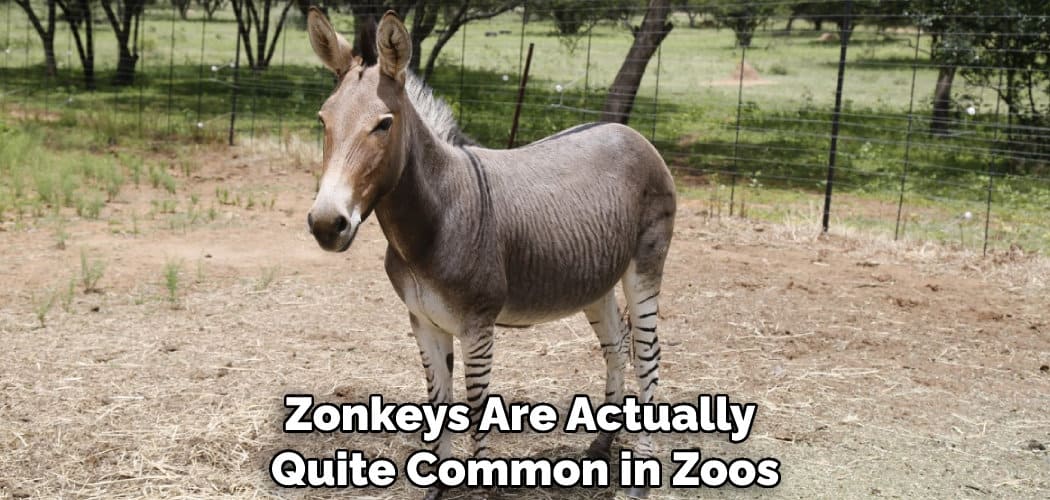 Zonkey Spiritual Meaning, Symbolism and Totem | A-Z (2025)