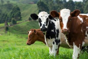 Cow Spiritual Meaning: A Gentle Guide to Nurture, Abundance, and Inner ...