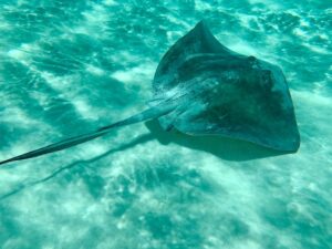 Stingray Spiritual Meaning: The Guide to Flow, Balance, and Safety | (2025)