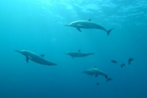 Dolphin Symbolism: What Dolphins Teach Us About Life, Joy, and Healing ...