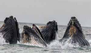 Whale Symbolism: Unlocking the Powerful Spiritual Meaning of the Ocean ...