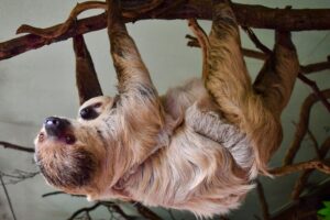 Sloth Symbolism and What It Reveals About You | (2026)